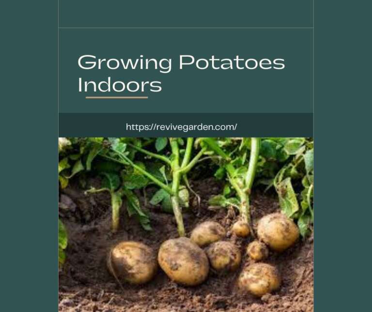 Growing Potatoes Indoors: Step by Step Guide - Revive Garden