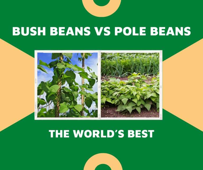 Bush Beans vs Pole Beans: The World’s Best - Revive Garden
