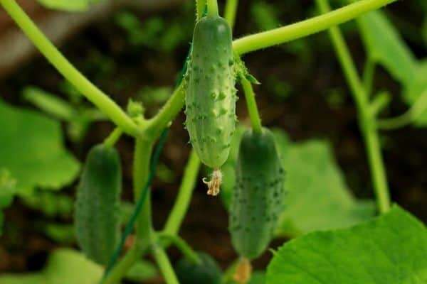 Growing Cucumbers in Florida: Smackdown! - Revive Garden