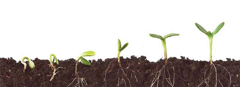 Brussel Sprouts Growing Stages: The Simple Truth Revealed