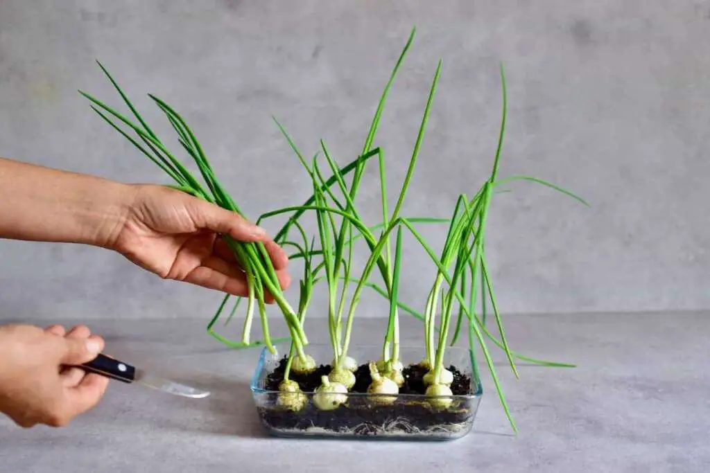 How To Grow Onions In Water: Dead or Alive? - Revive Garden