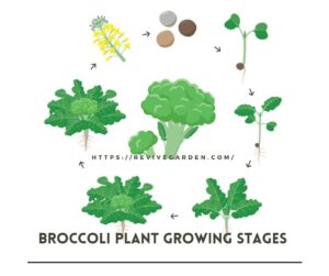 Broccoli Plant Growing Stages – Expansion Improvements