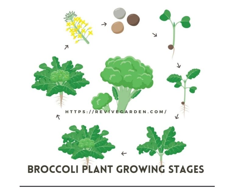 Broccoli Plant Growing Stages Expansion Improvements