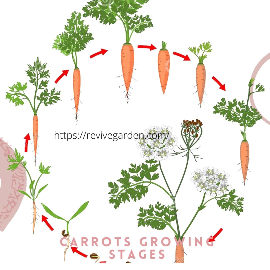 Carrots Growing Stages - Nutritious and Easy to Grow - Revive Garden Carrots Growing Stages - Nutritious and Easy to Grow - Revive Garden