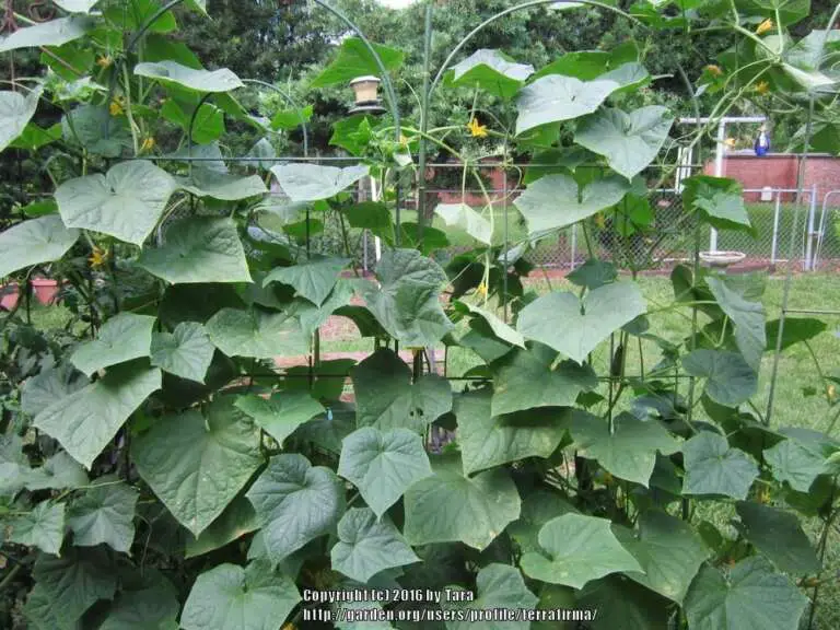 Growing Cucumbers in Florida: Smackdown! - Revive Garden