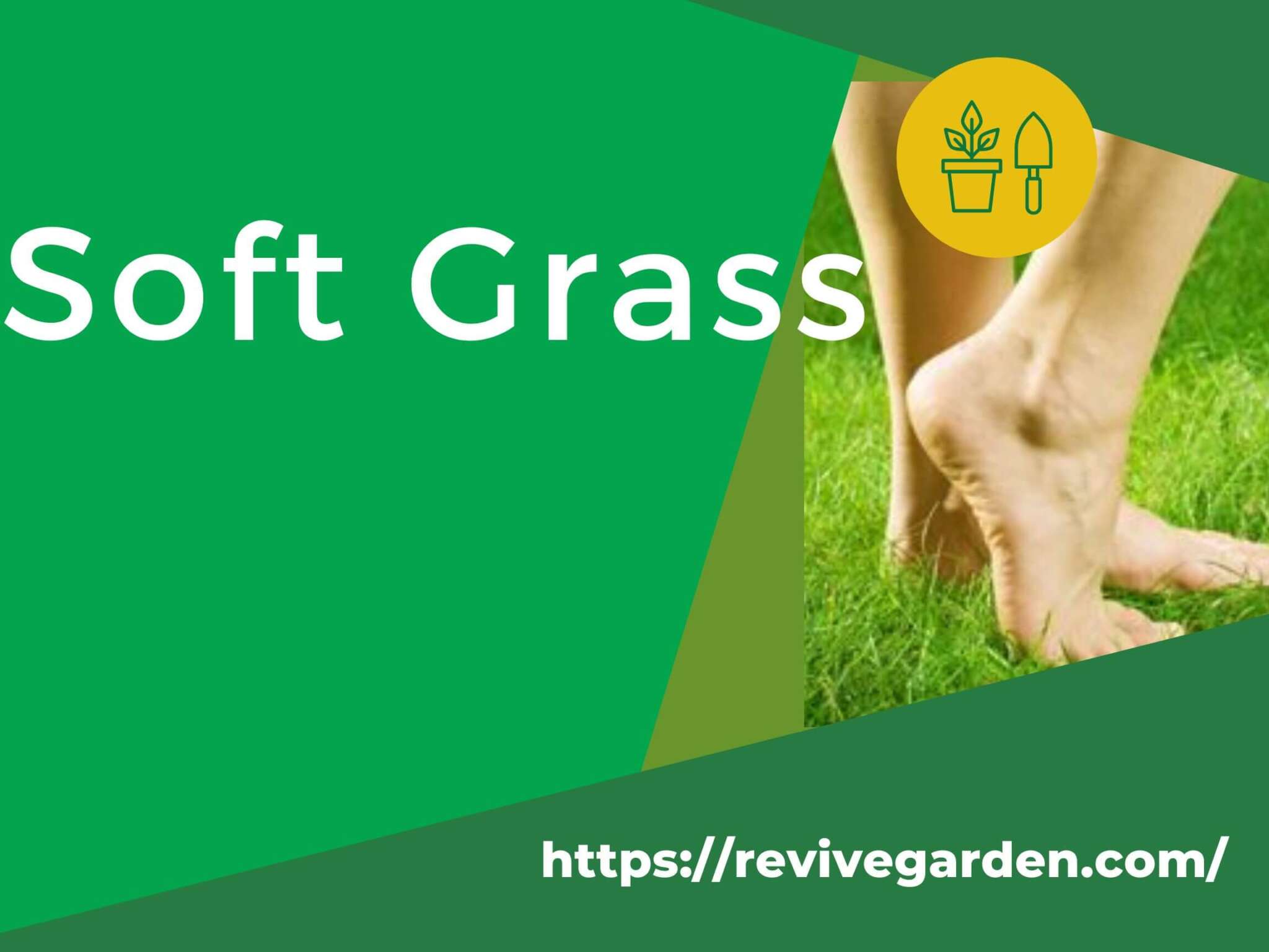 Soft Grass How Many Types Exist Revive Garden