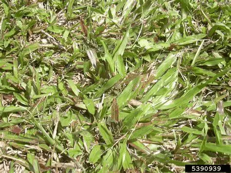 Invasive Grass Weeds Identification Pictures: Healthy Grass