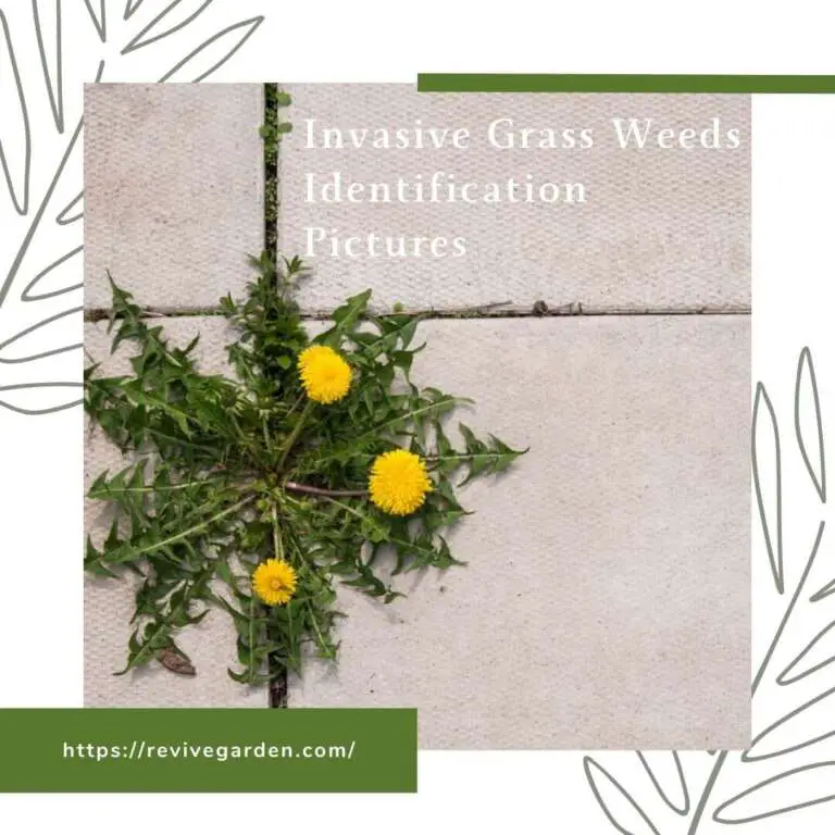 Invasive Grass Weeds Identification Pictures: Healthy Grass