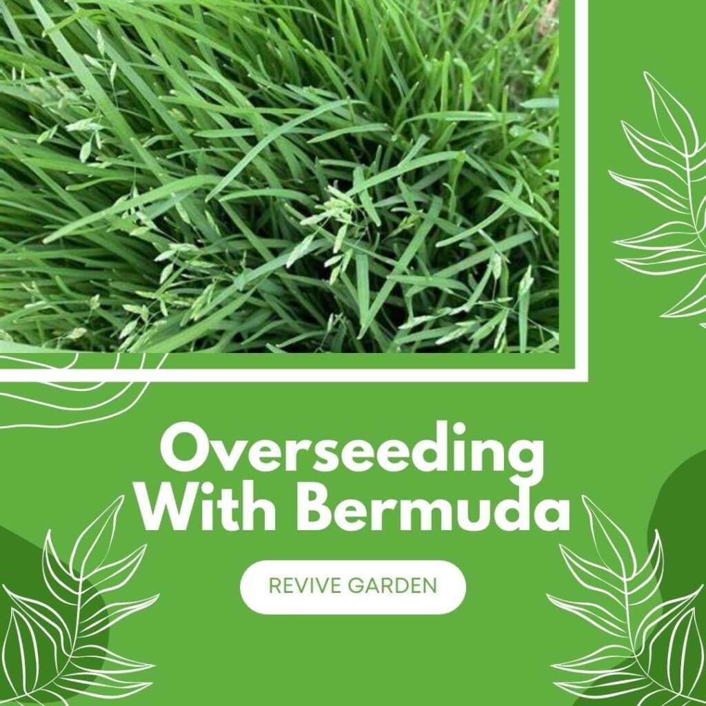 Overseeding With Bermuda: Best Timing Explained -Revive Garden