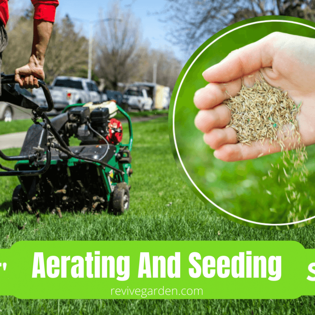 Aerating and Seeding - Ultimate Guide 2023 - Revive Garden