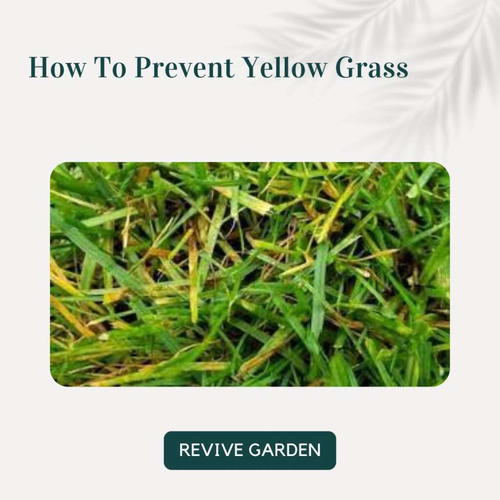 How To Prevent Yellow Grass: Reasons And Solutions