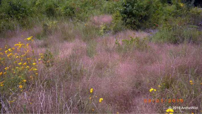 Invasive Grass Weeds Identification Pictures - Creepy Charlie